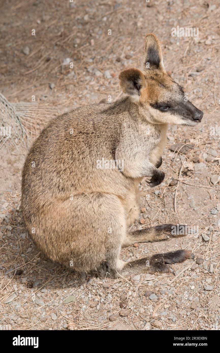 The swamp wallaby has dark brown fur, often with lighter rusty patches ...