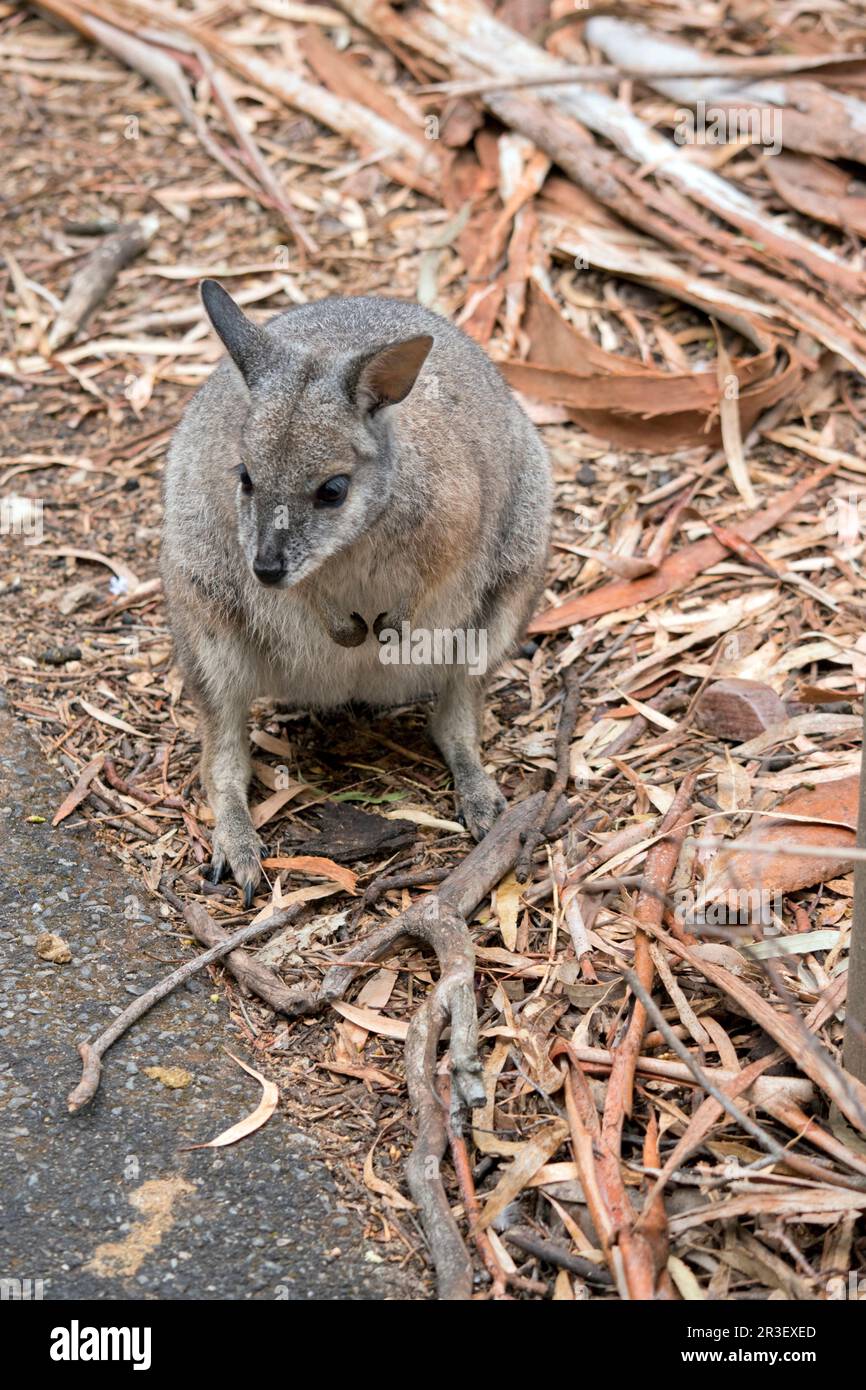 the tammar wallaby has dark greyish upperparts with a paler underside ...