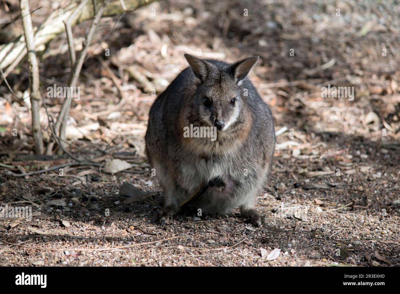 The tammar wallaby is a small grey wallaby with tan arms and white ...