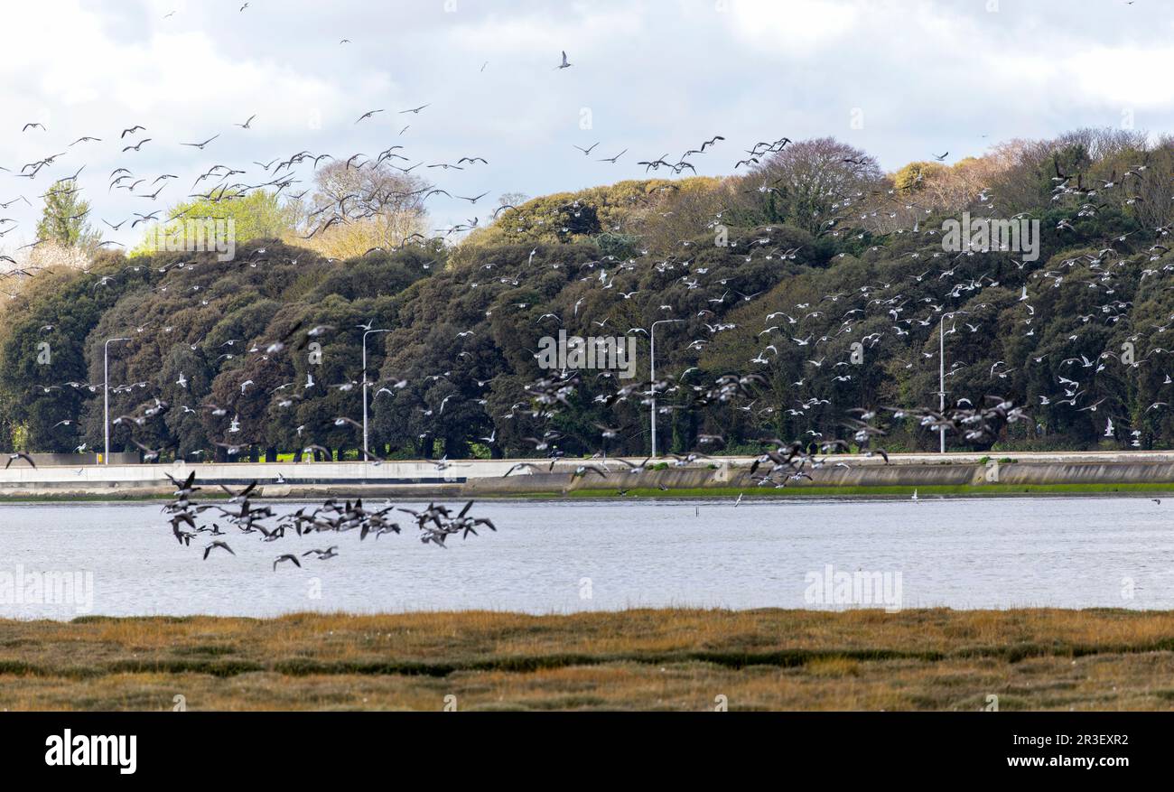 Light-bellied Brent Geese "Branta bernicla hrota" flying near St Annes ...