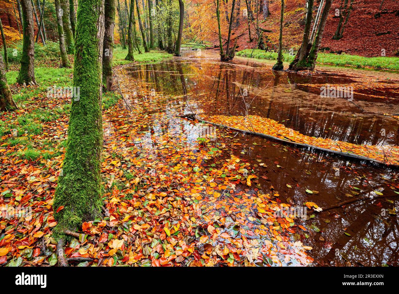 German forest in autumn Stock Photo - Alamy