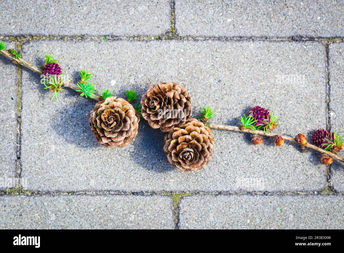 Close up mature cones hi-res stock photography and images - Alamy