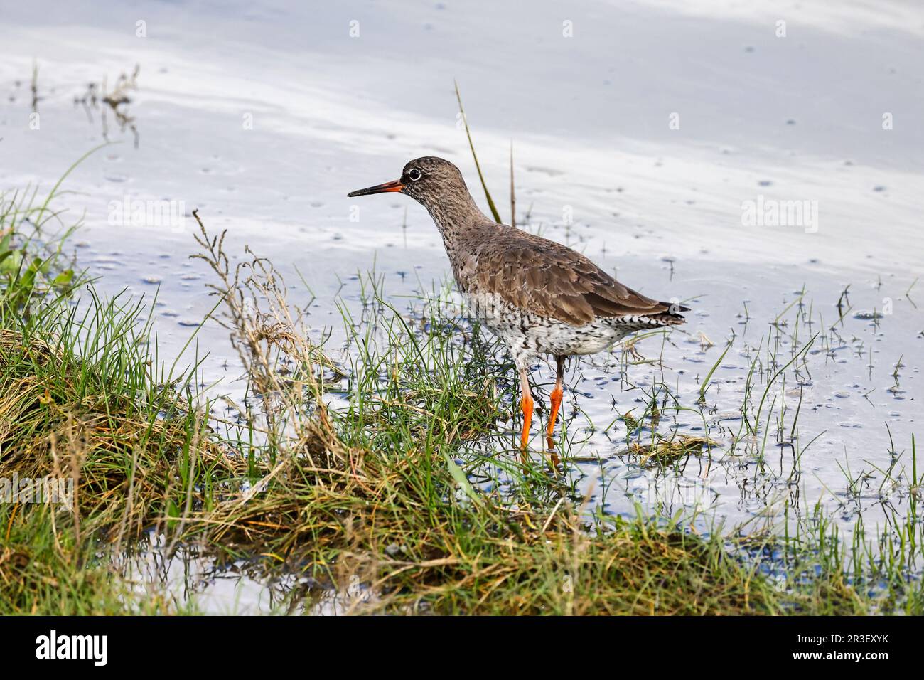 Redshank wading bird "Tringa totanus" foraging for food in shallow ...