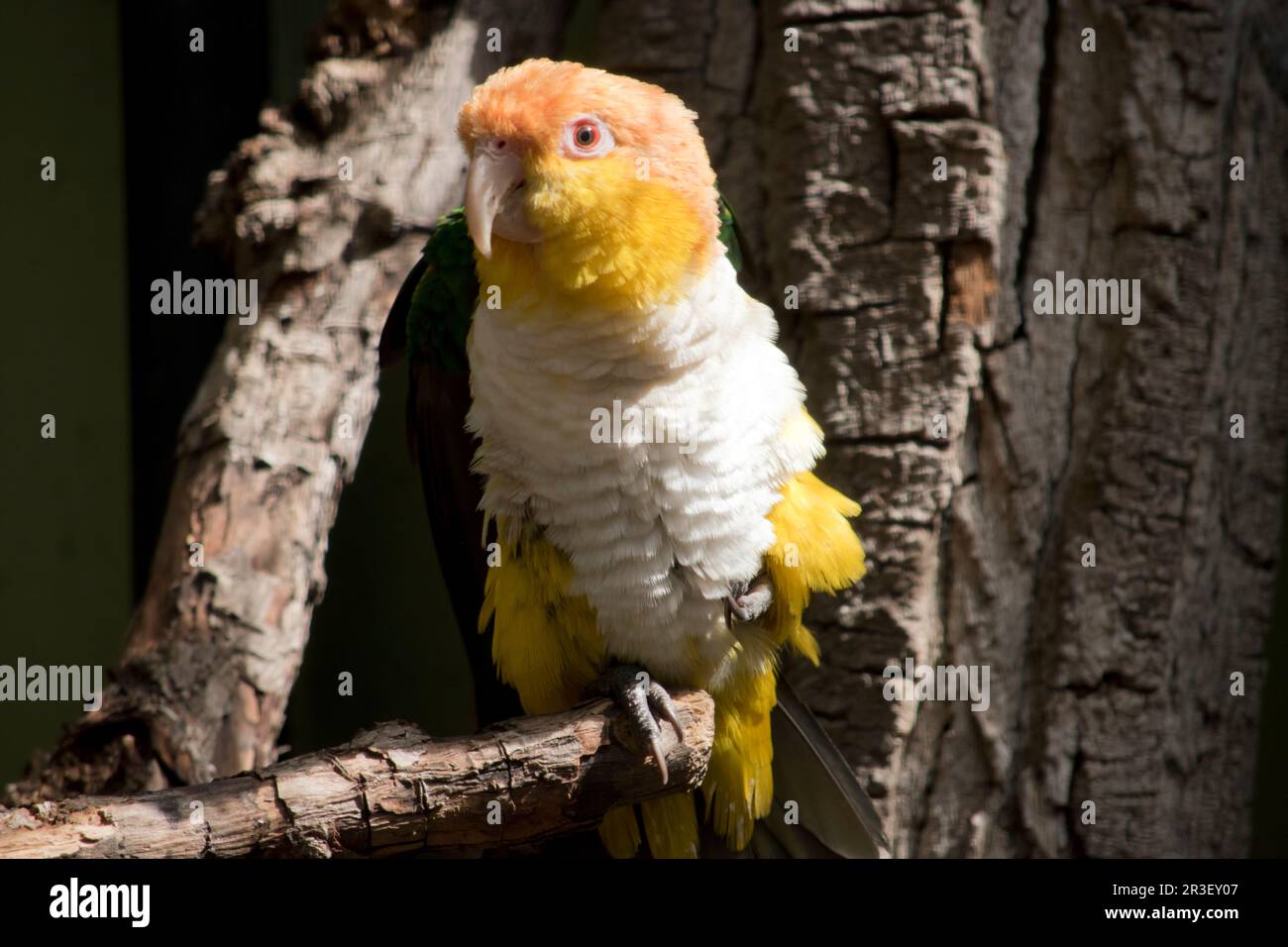 White bellied caique have an orange head or yellow cheeks, cream bill ...