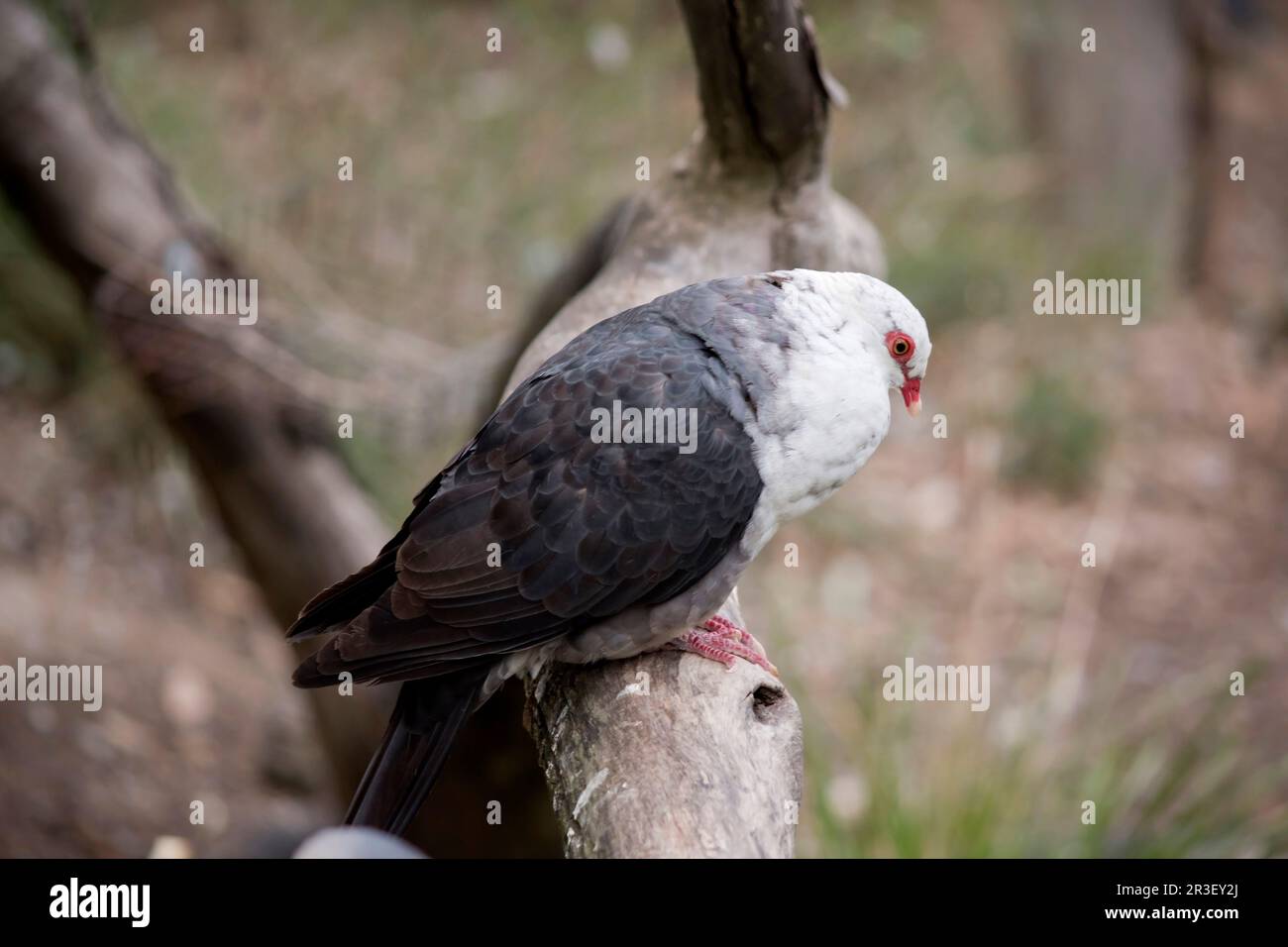 the white headed pigeon has a white head with a red eye ring and grey ...