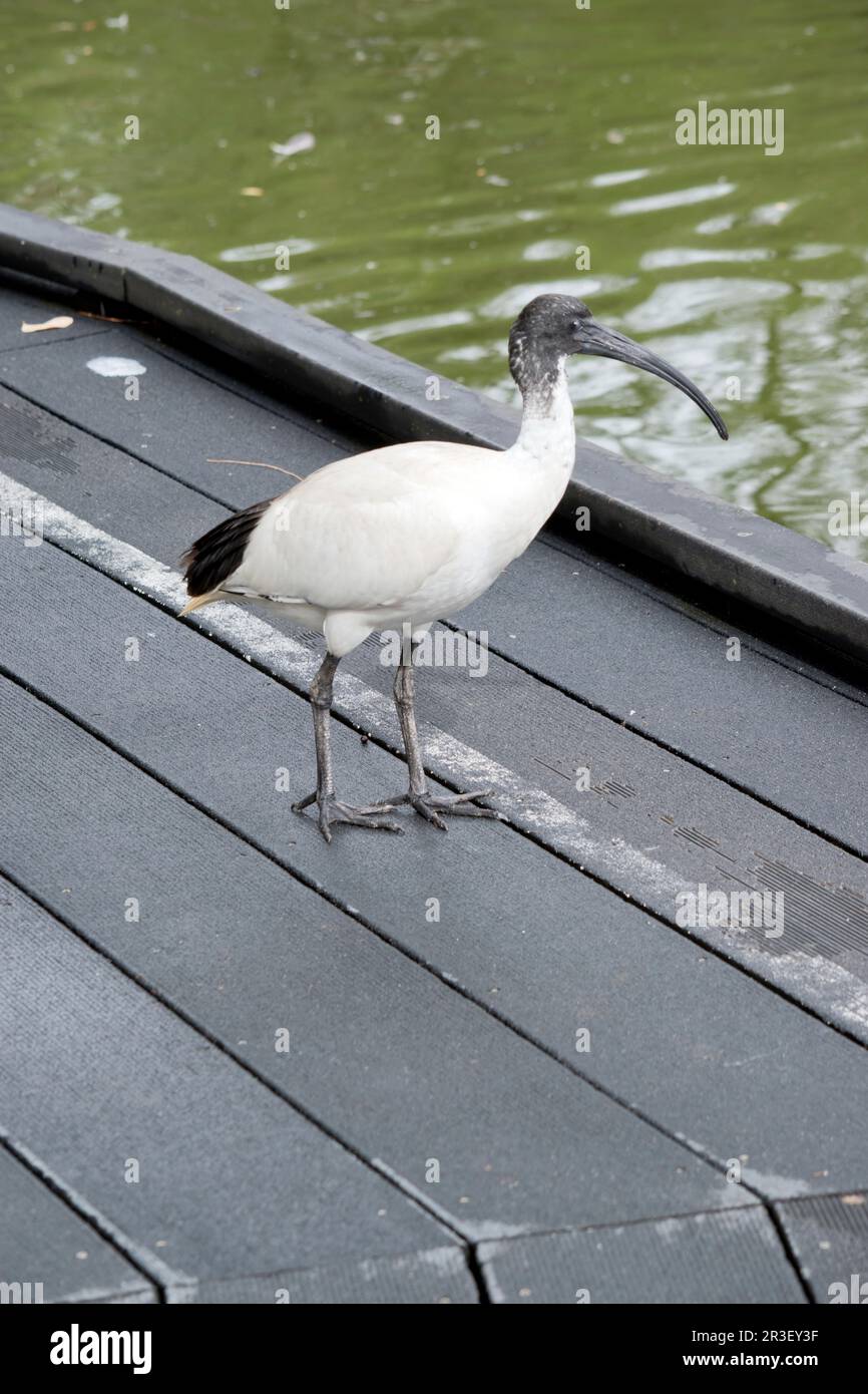 The Australian White Ibis is characterised by having predominantly ...