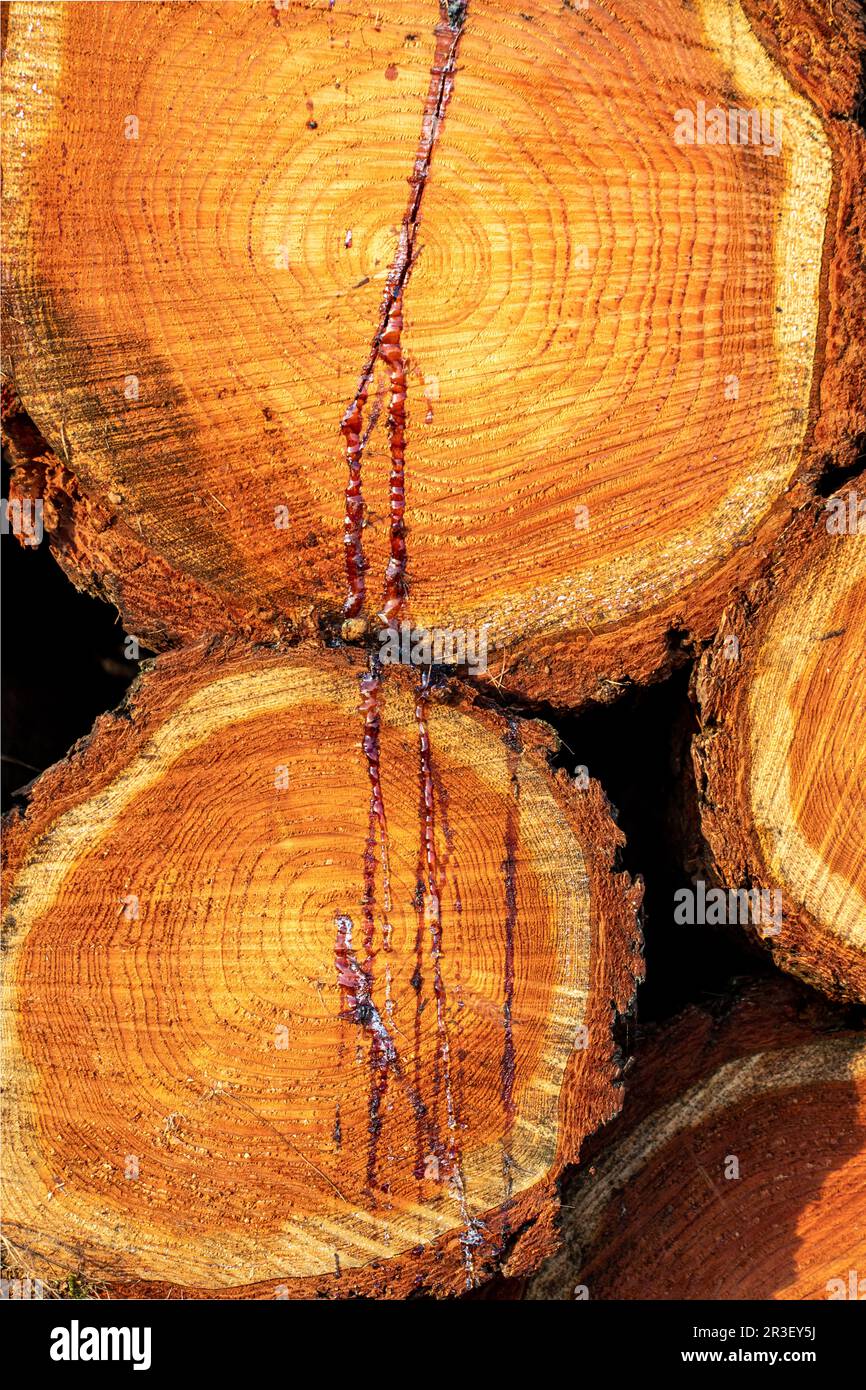Raw material wood tree trunk cut surface resin Stock Photo - Alamy