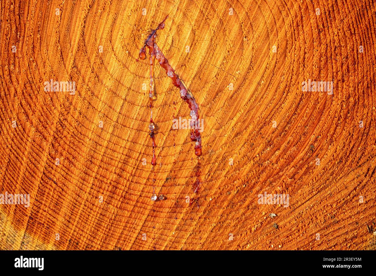 Raw material wood tree trunk cut surface resin Stock Photo - Alamy