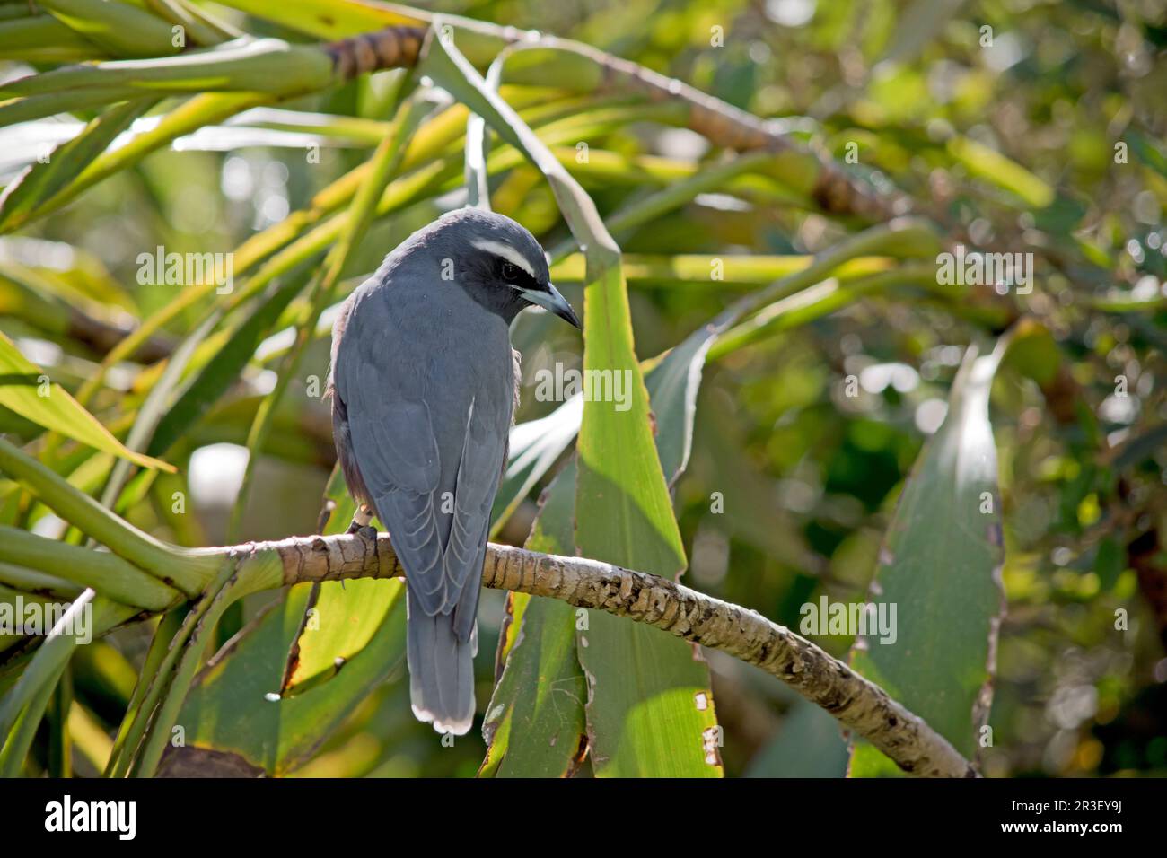 the woodswallow is a grey bird with a black face and white eyebrow ...
