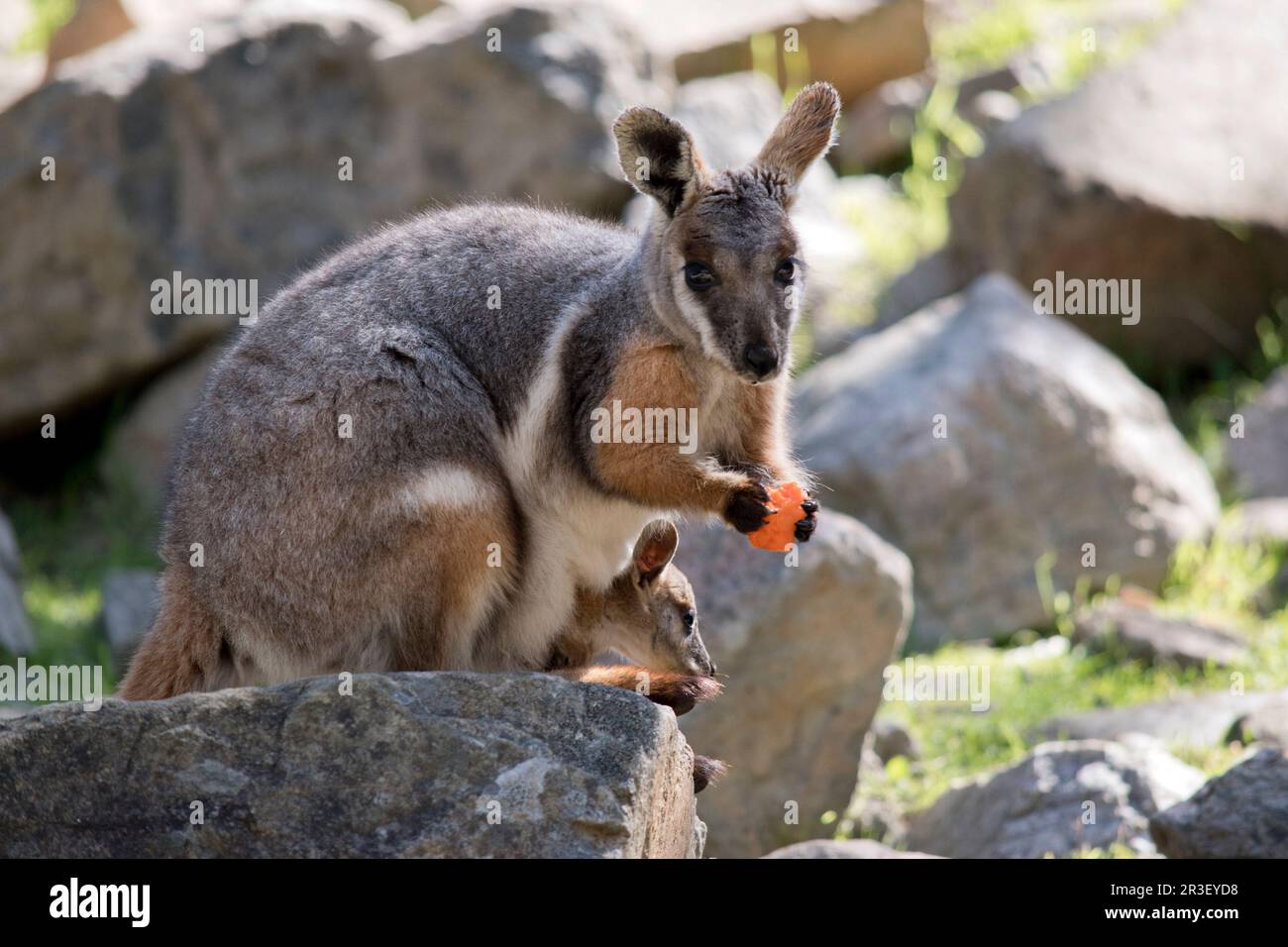 the yellow footed rock wallaby is eating a carrot Stock Photo - Alamy