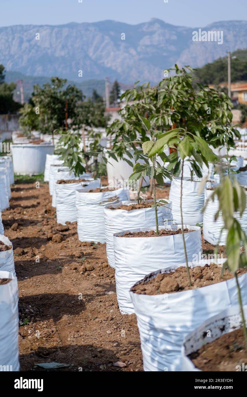 Avocado seedlings in white bags for planting in garden, growing avocado ...
