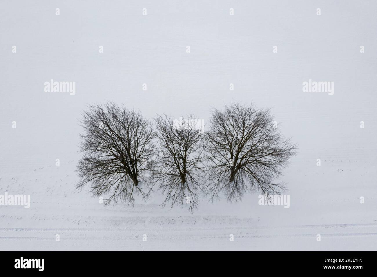 Most photographed trees hi-res stock photography and images - Alamy
