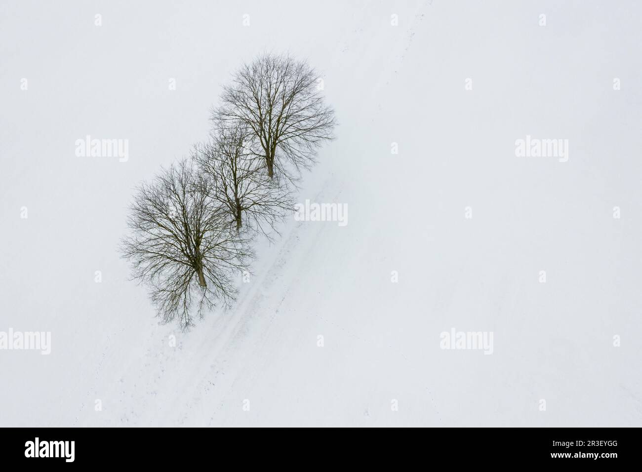 Most photographed trees hi-res stock photography and images - Alamy