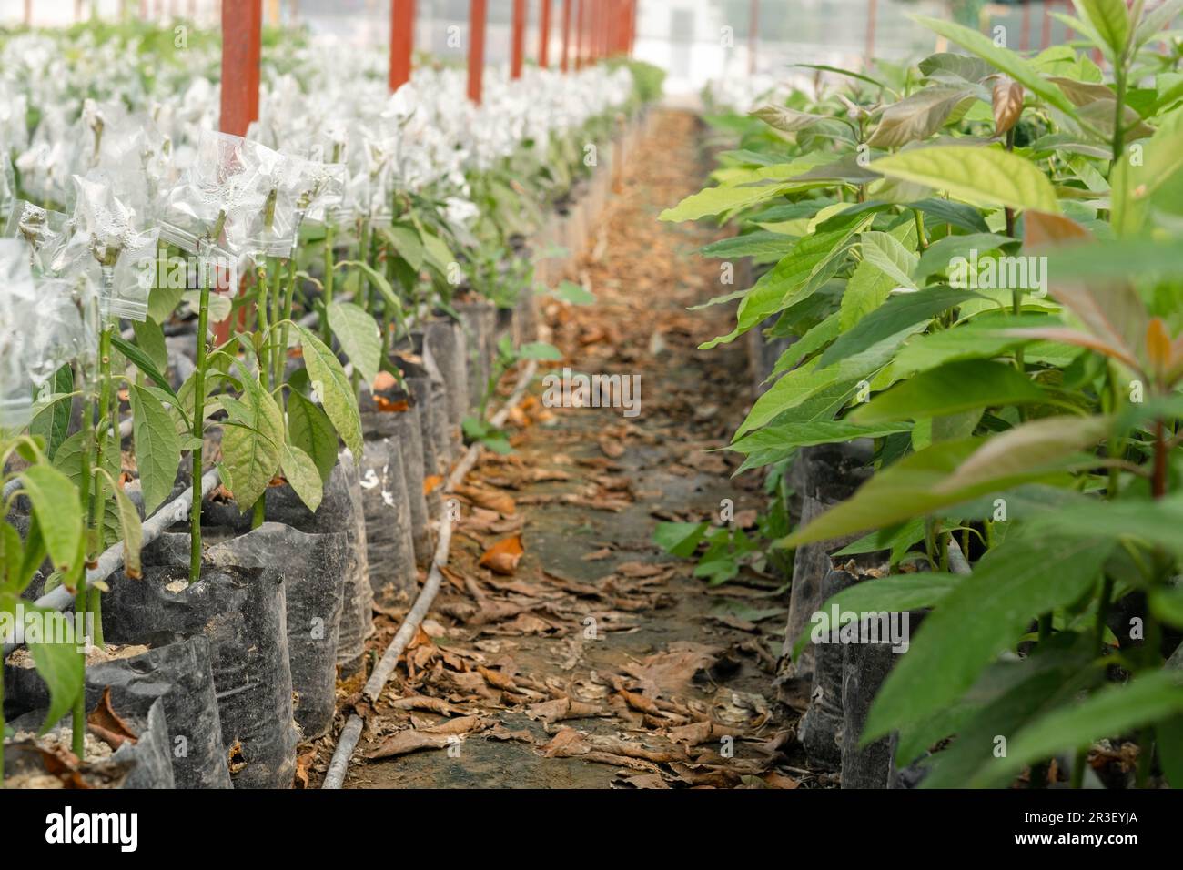 greenhouse on farm plantation avocado, lot of Growing avocado seeds and ...