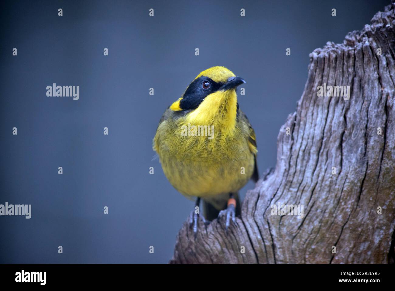 the yellow tufted honeyeater has a bright yellow forehead, crown and ...