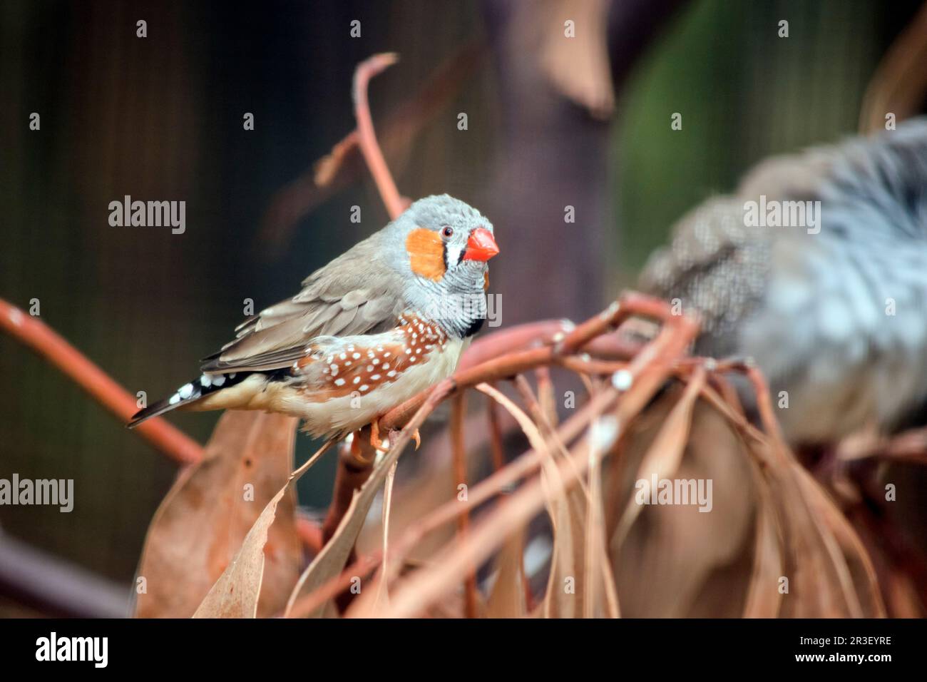 the male zebra finch has a grey body with a white under belly with a ...