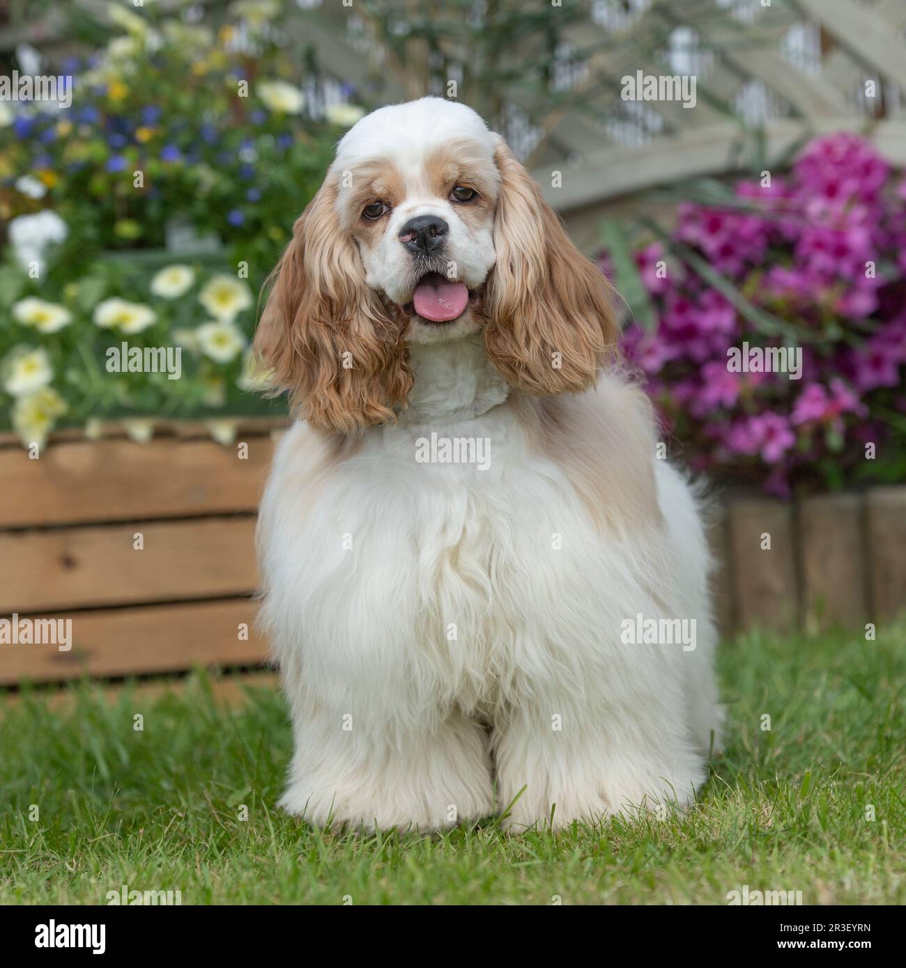 cocker spaniel (American Stock Photo - Alamy