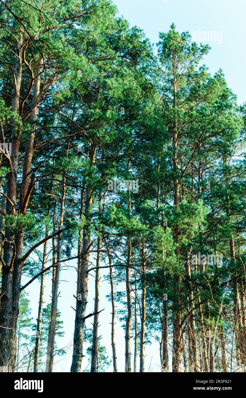 Vertical landscape of pine trees with emerald green foliage Stock Photo ...