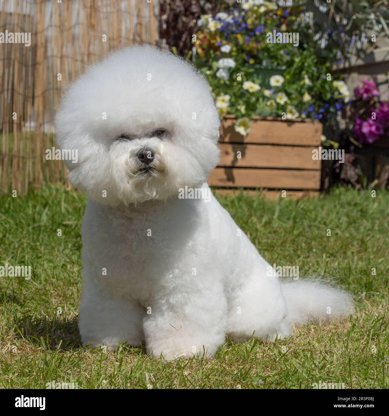 Bichon frise sitting hi-res stock photography and images - Alamy