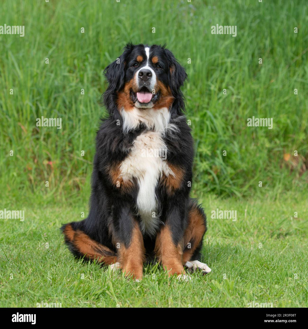 bernese mountain dog Stock Photo - Alamy