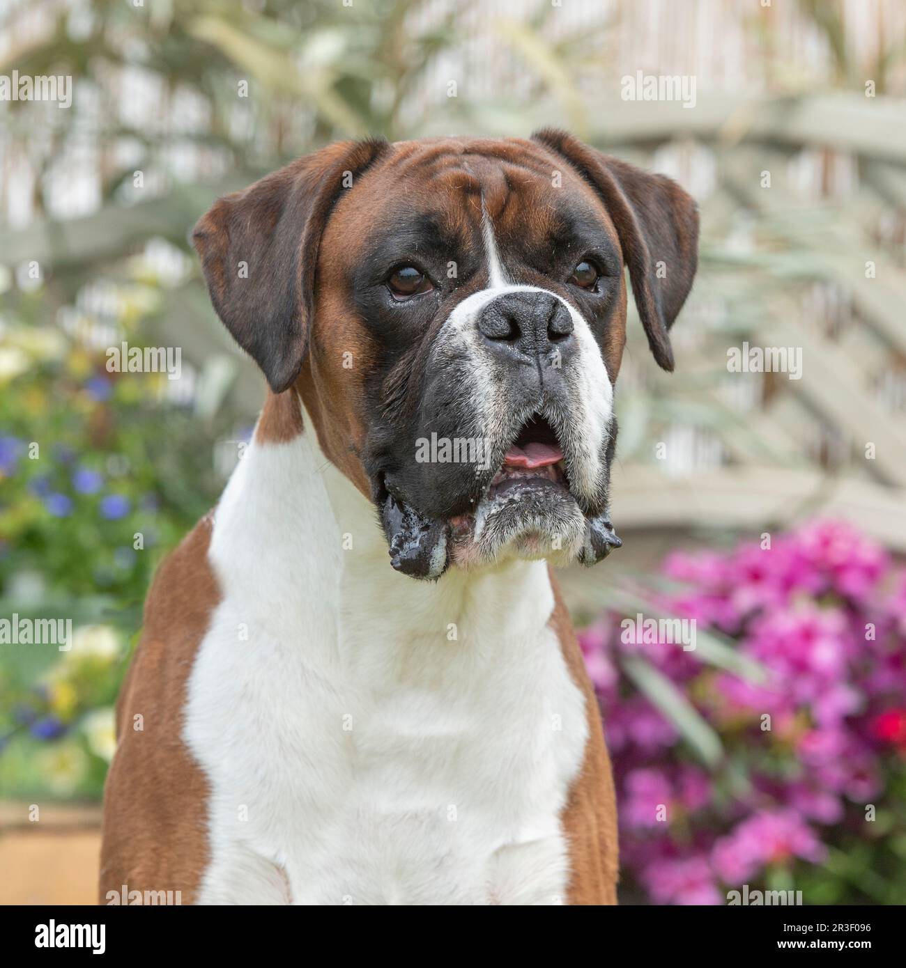 Boxer looking up hi-res stock photography and images - Alamy