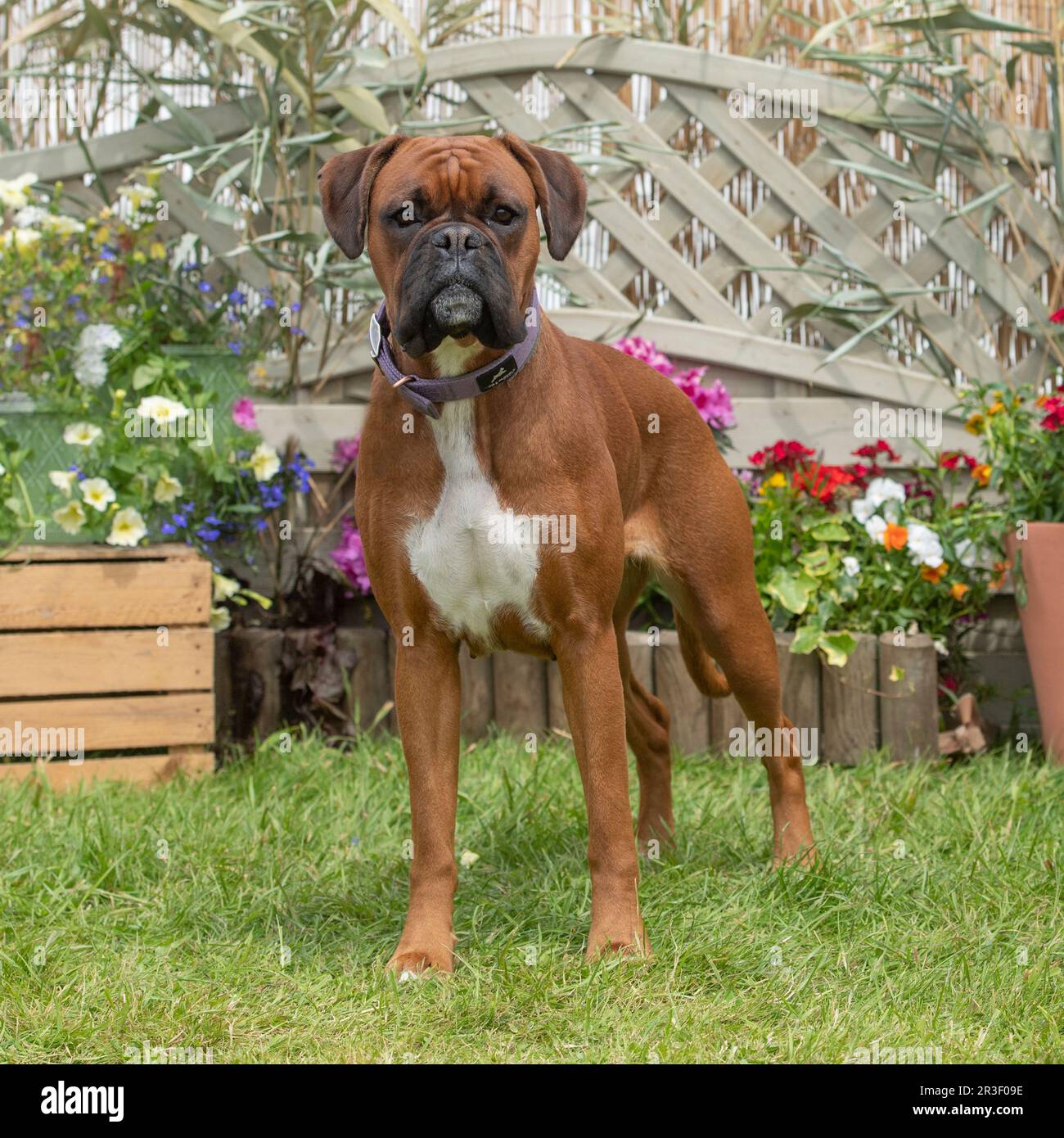 Boxer hi-res stock photography and images - Alamy