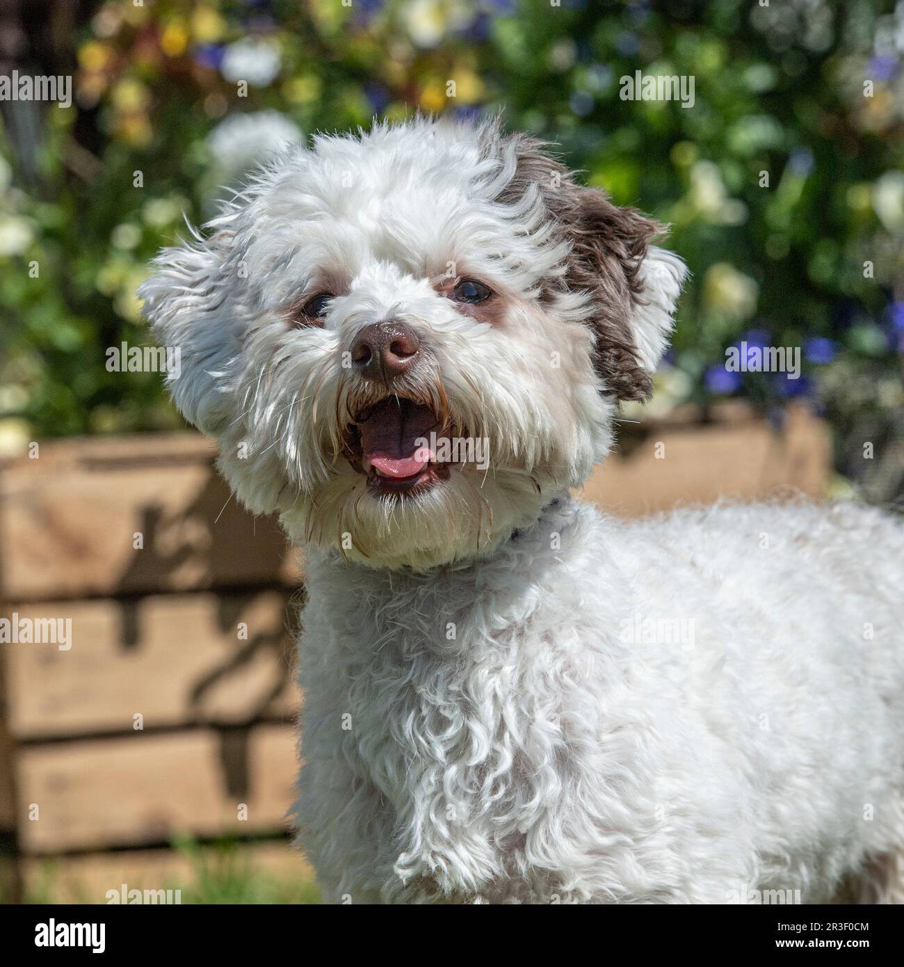 Cavachon hi-res stock photography and images - Alamy