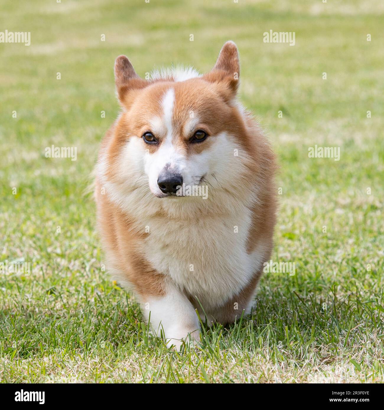 Pembroke corgi running towards camera Stock Photo - Alamy
