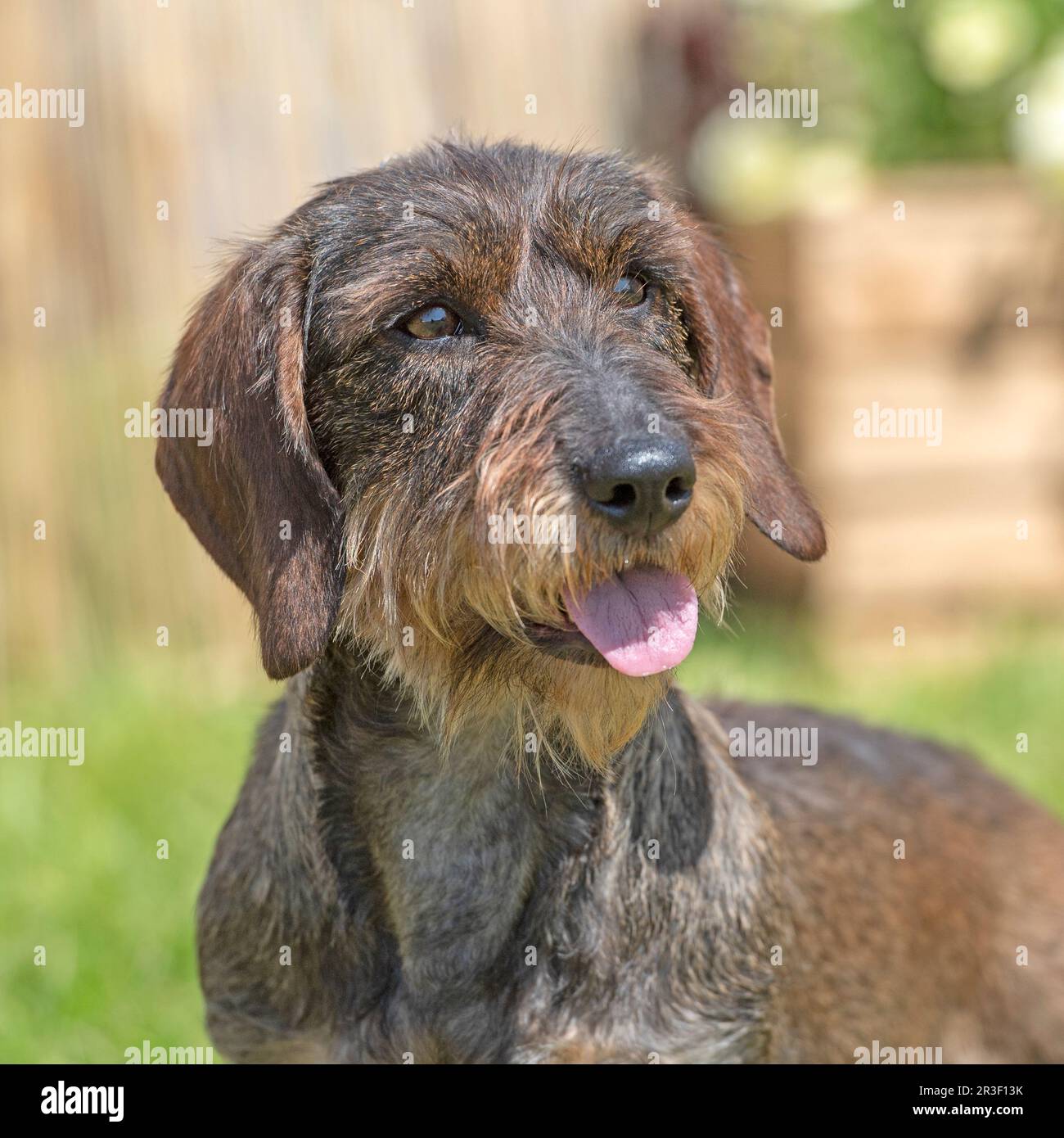 Adult dachshund hi-res stock photography and images - Alamy