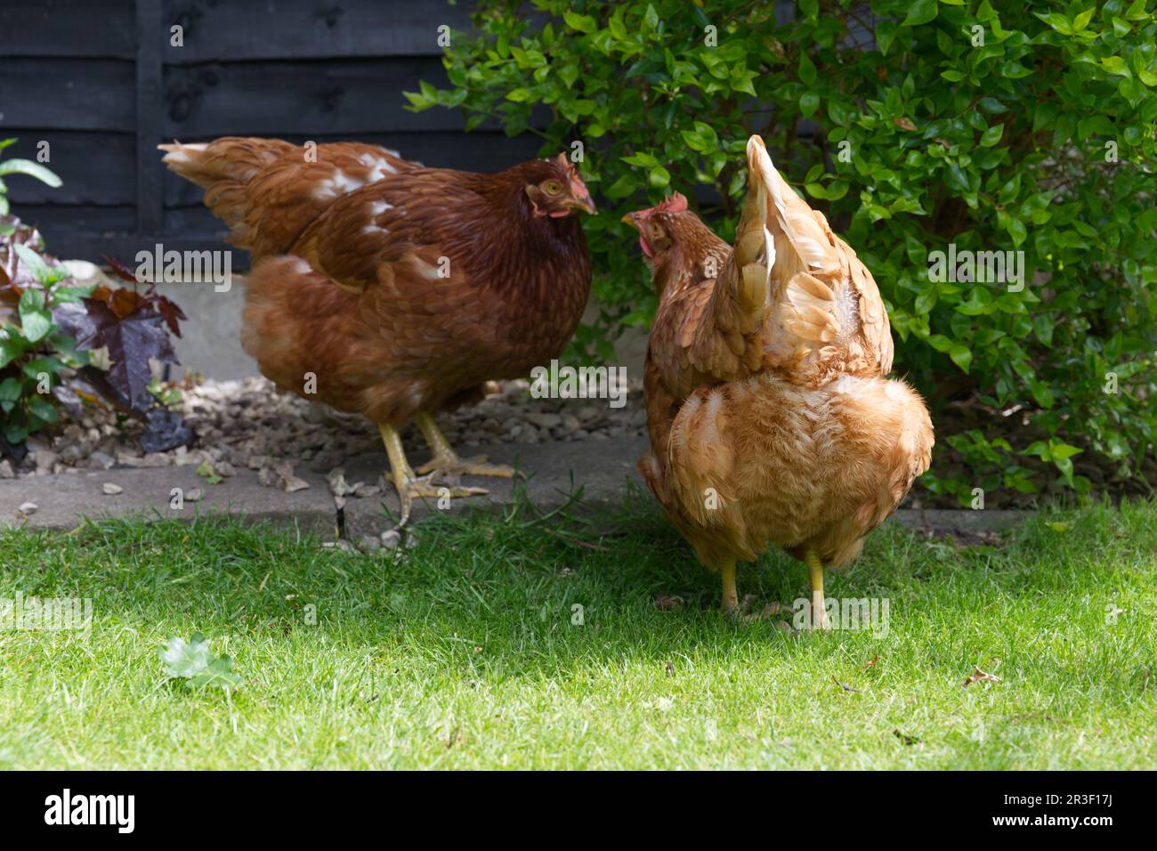 Underneath bush hi-res stock photography and images - Alamy