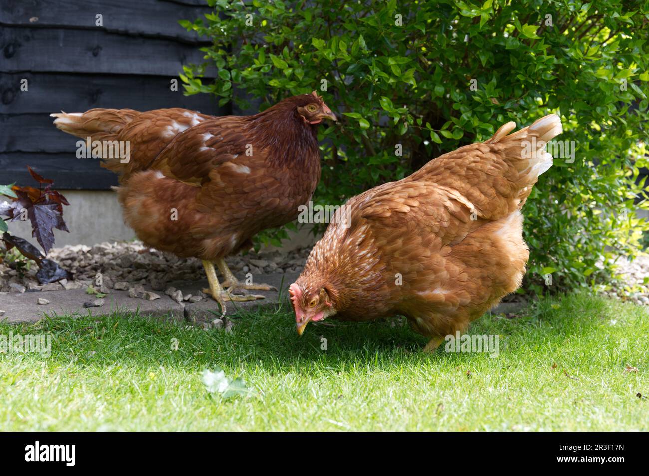 2 pet chicken foraging under a bush Stock Photo - Alamy