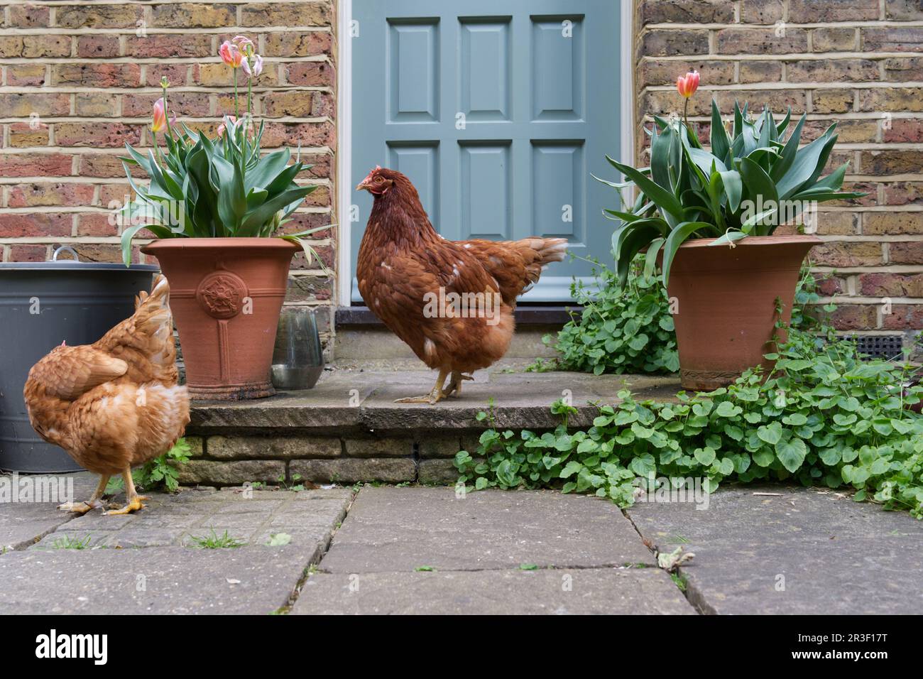 Two chickens gallus domesticus hi-res stock photography and images - Alamy