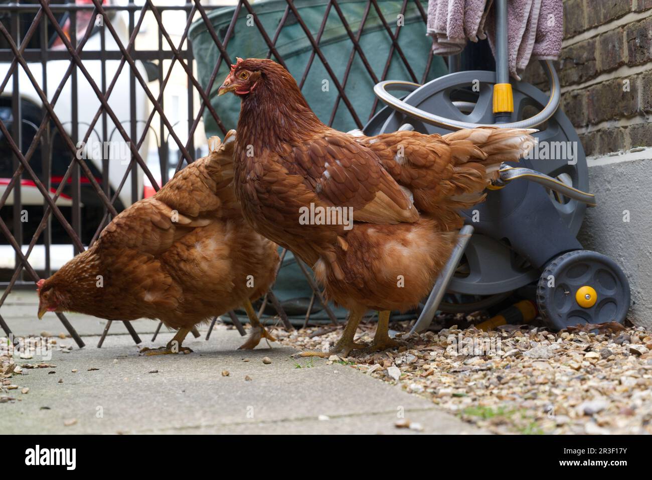 Inquisitive chickens hi-res stock photography and images - Alamy