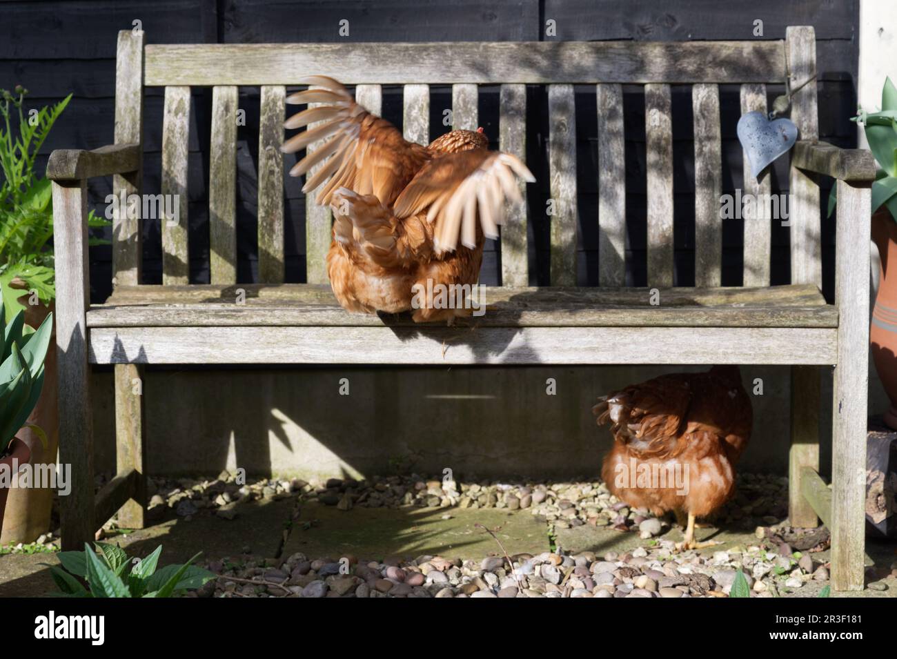 Chicken jump hi-res stock photography and images - Alamy