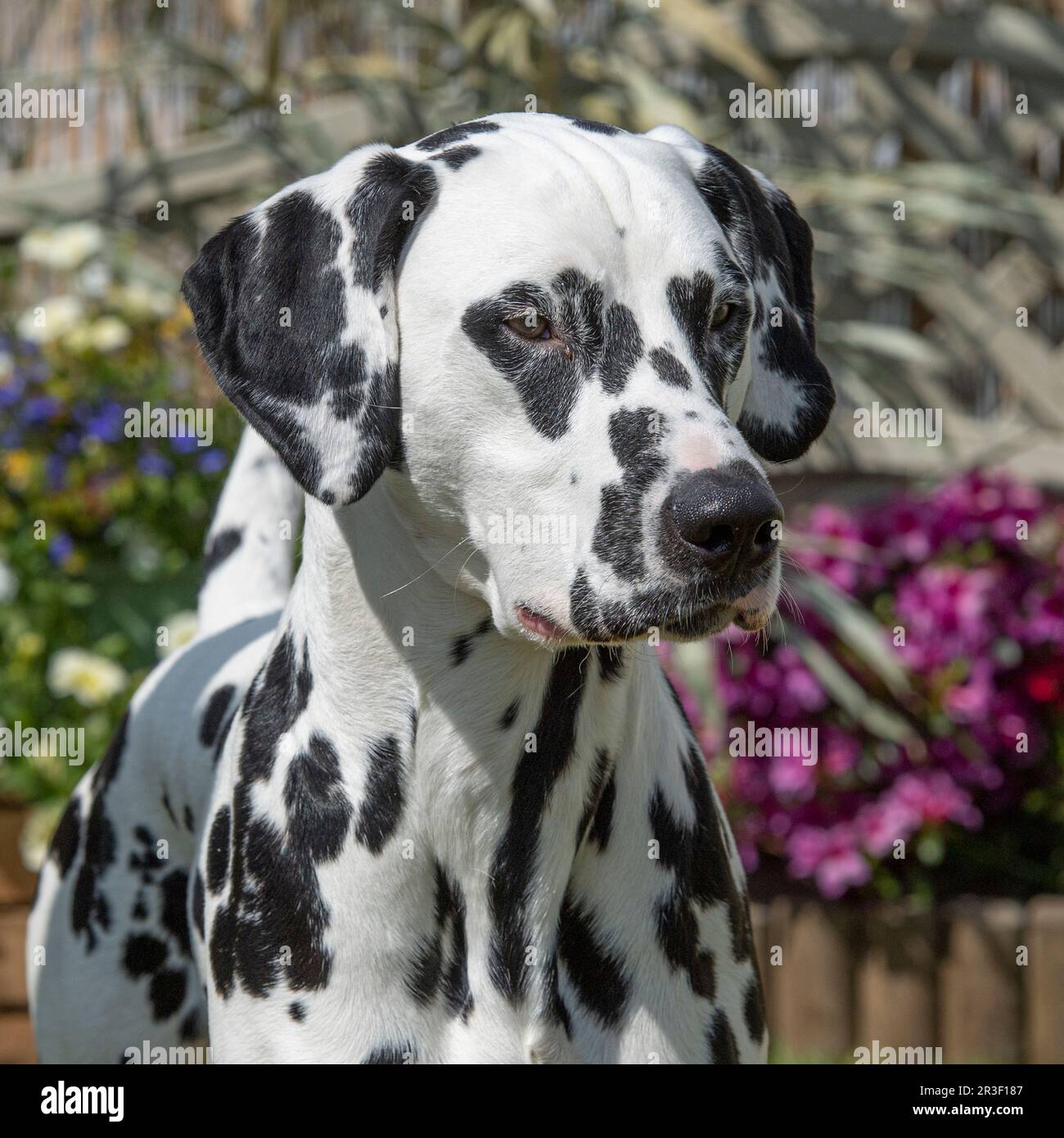 101 dalmatian dalmatians hi-res stock photography and images - Alamy