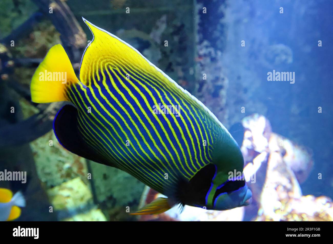 The Emperor angelfish -Pomacanthus imperator underwater in the indian ...
