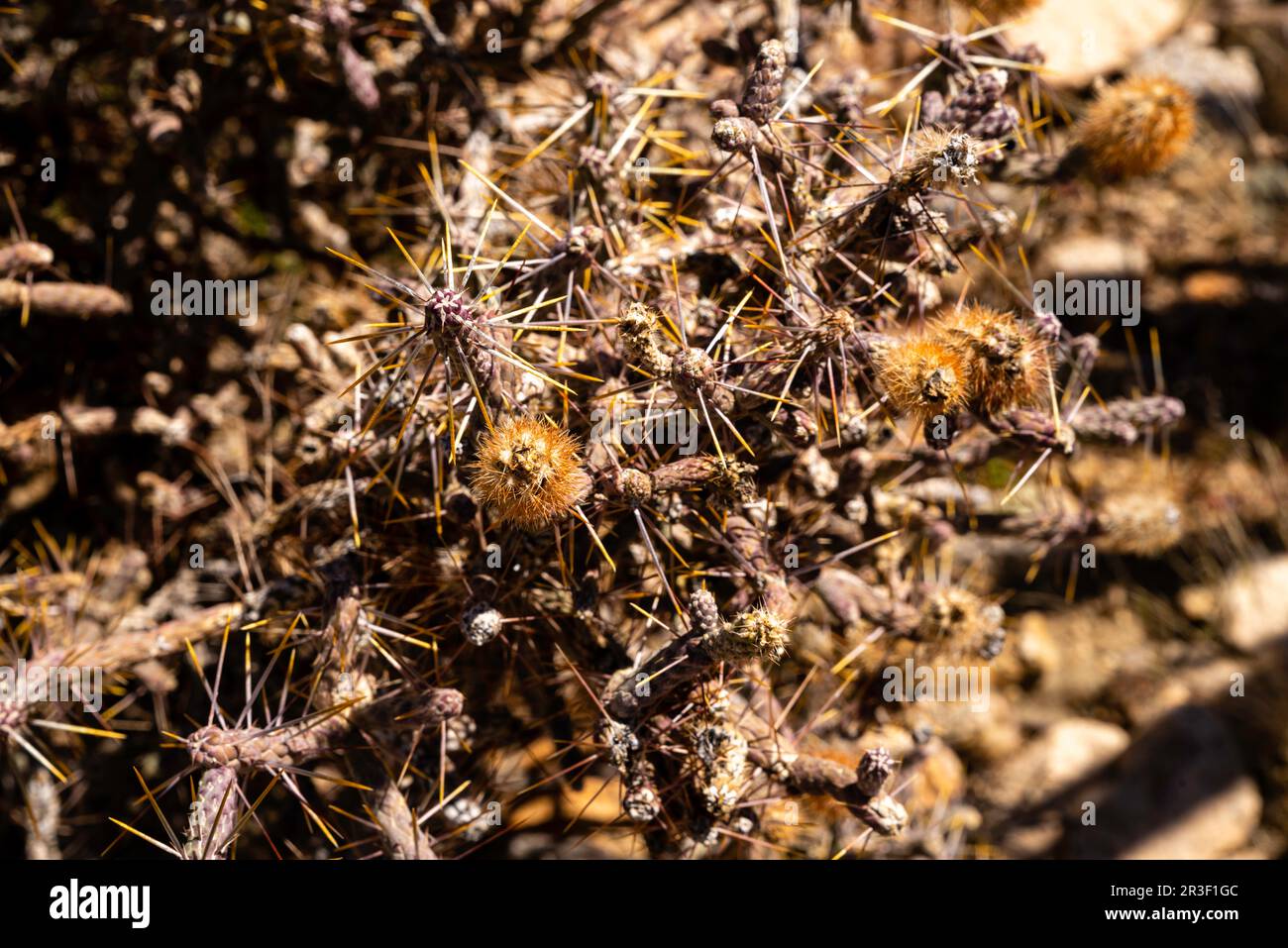Closeup photograph of Pencil Cholla (Cylindropuntia ramosissima ...