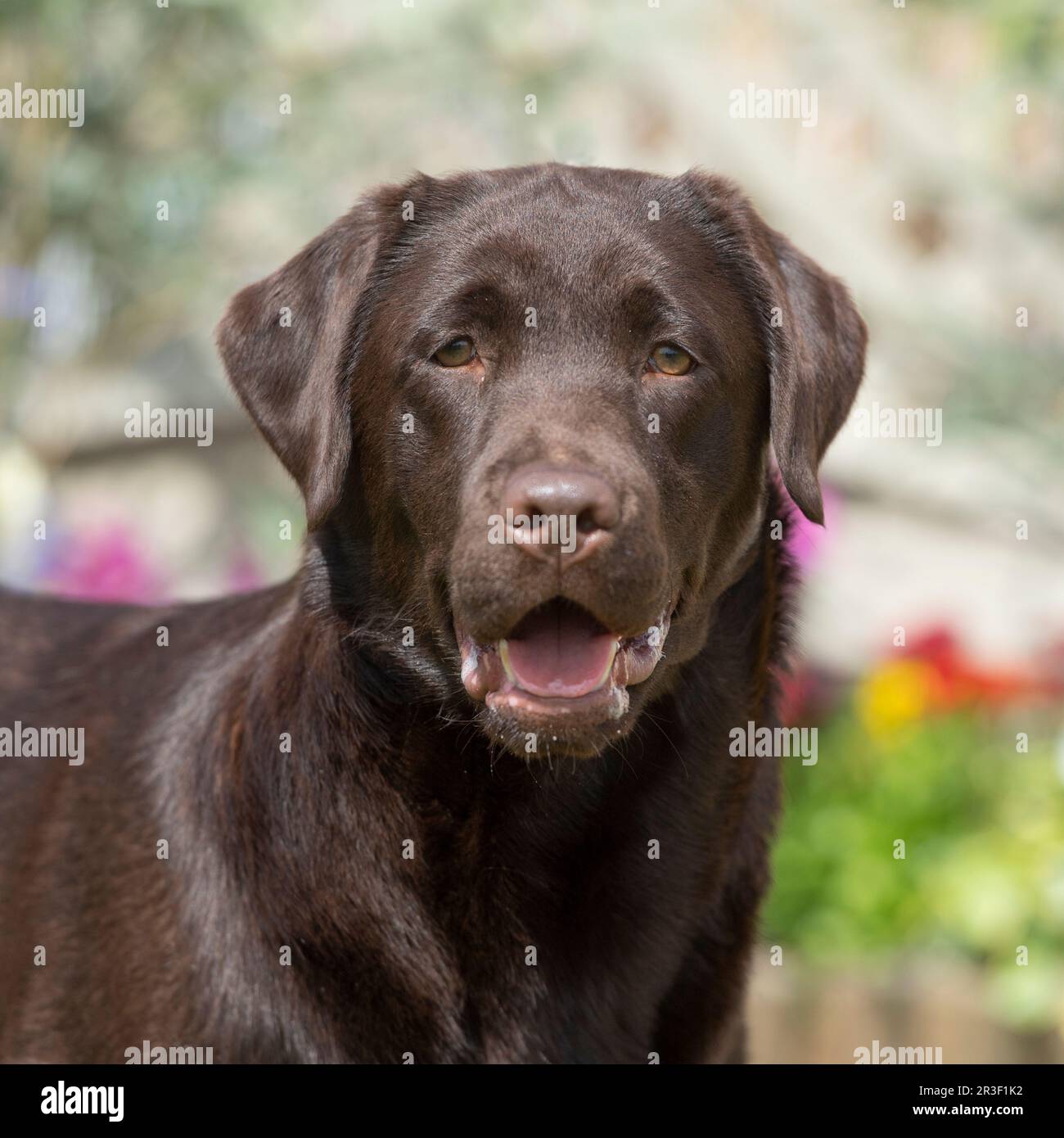 labrador retriever, chocolate Stock Photo - Alamy