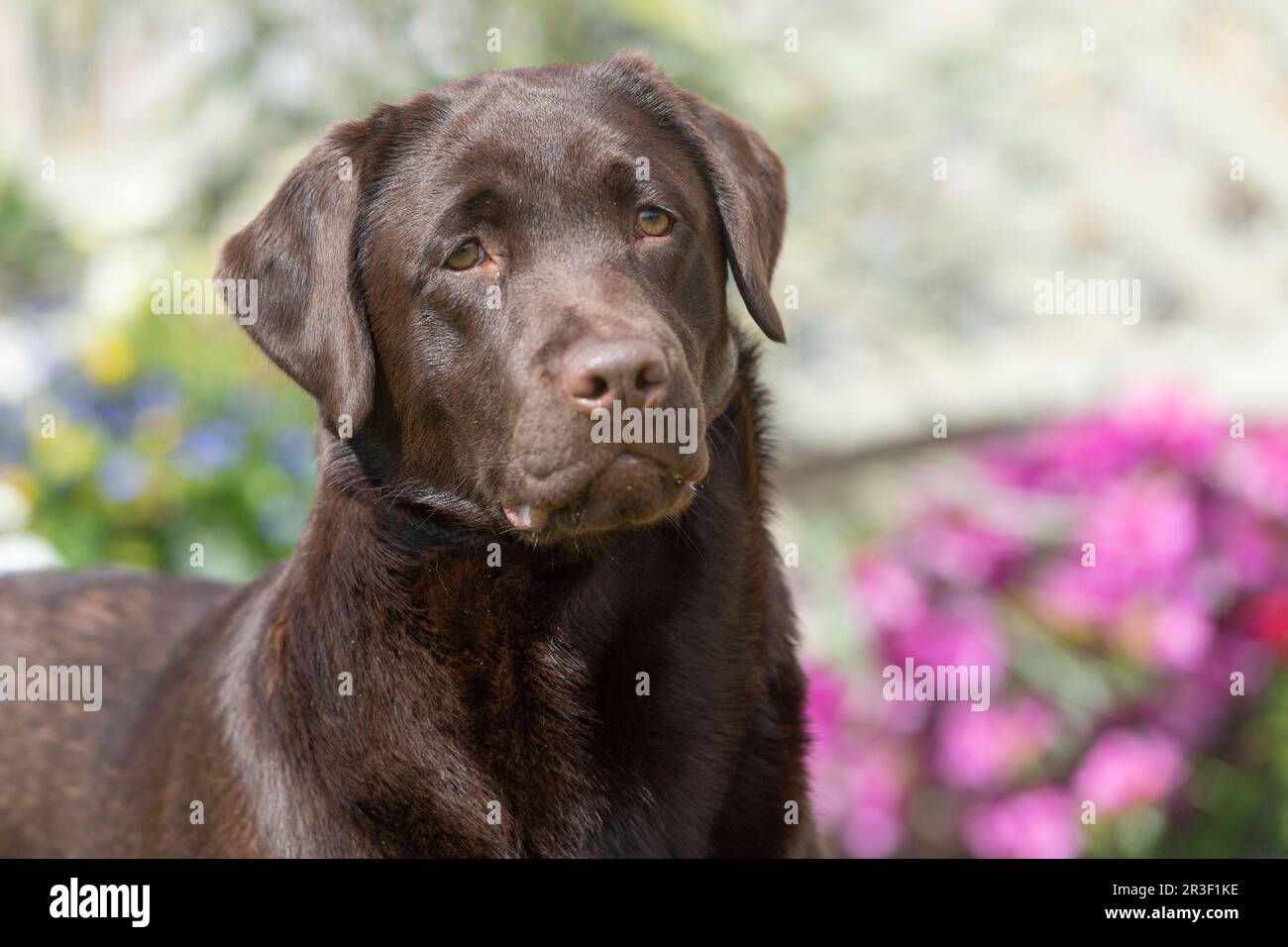 Chocolate Labrador Retriever dog Stock Photo - Alamy