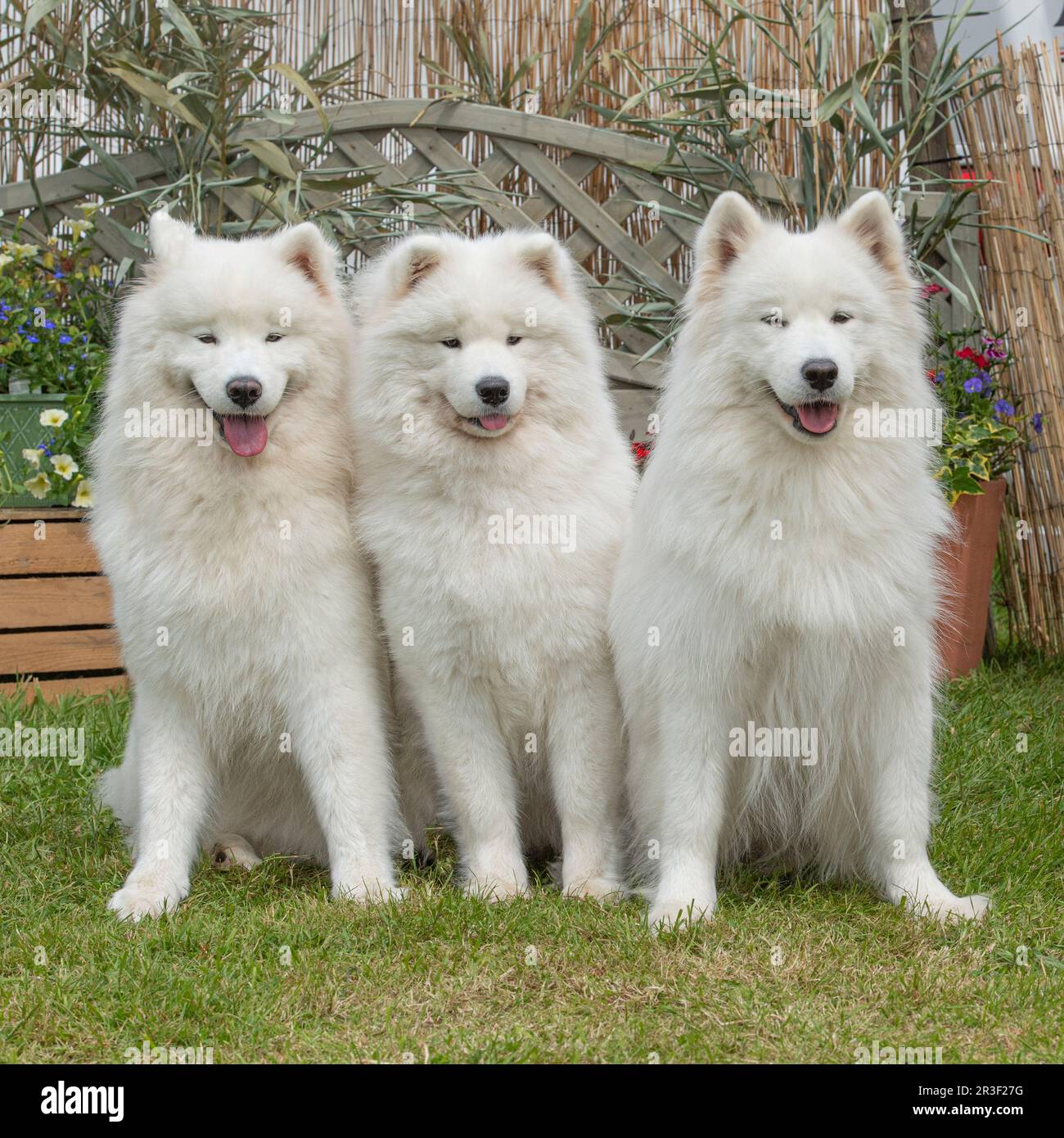 Samoyeds hi-res stock photography and images - Alamy