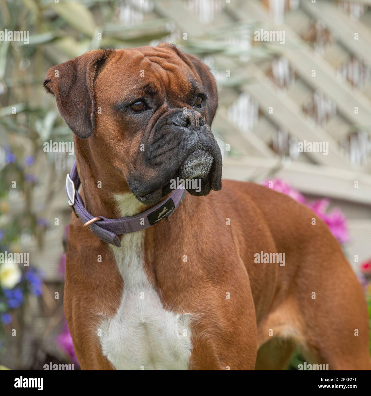 Alert boxer dog standing hi-res stock photography and images - Alamy