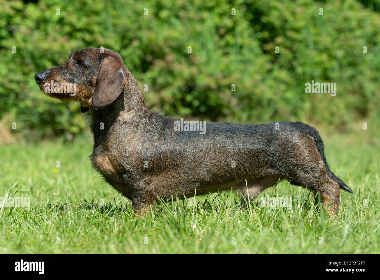 Miniature Wirehaired Dachshund Stock Photo - Alamy