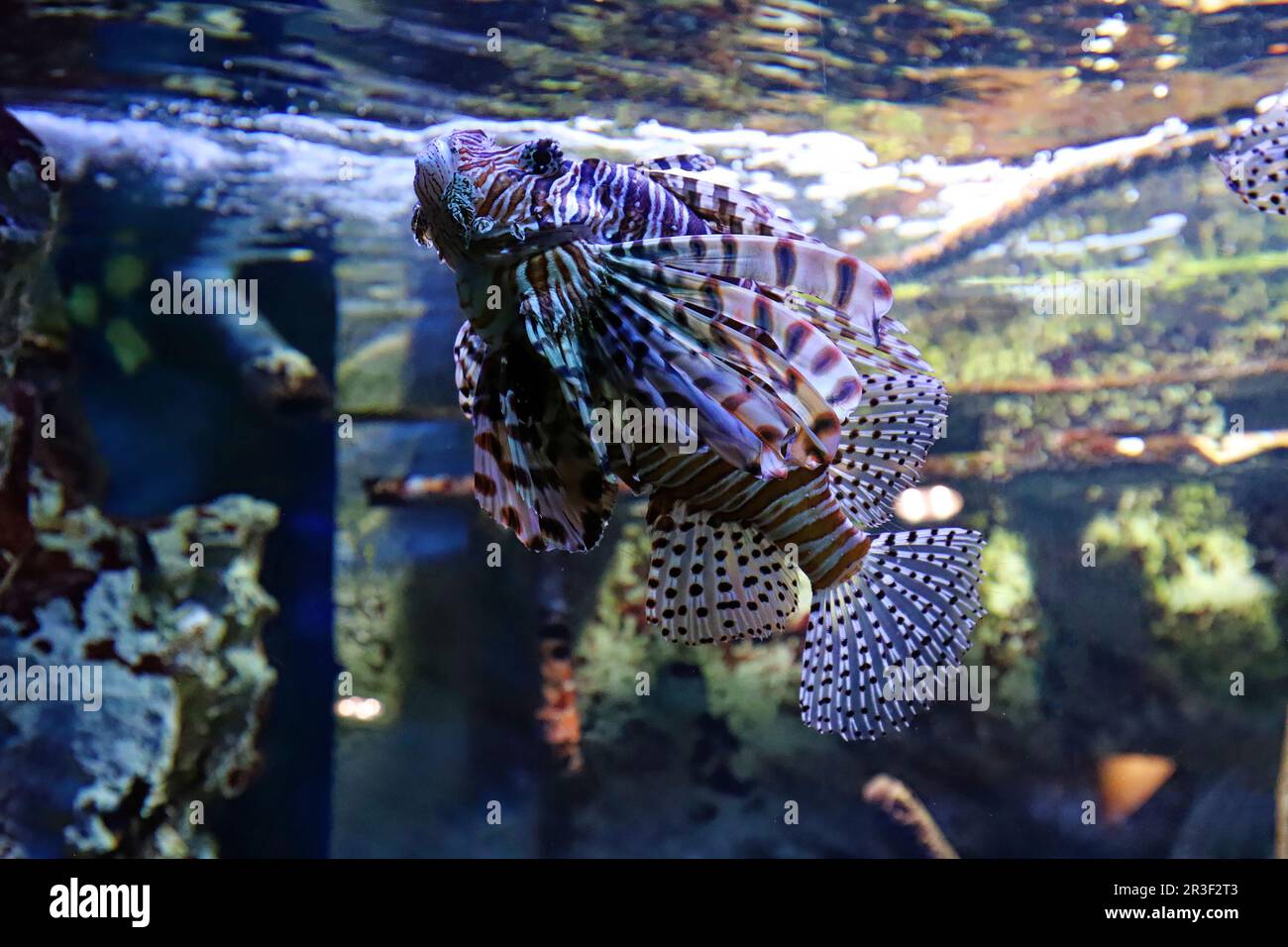Red lionfish one dangerous coral hi-res stock photography and images ...