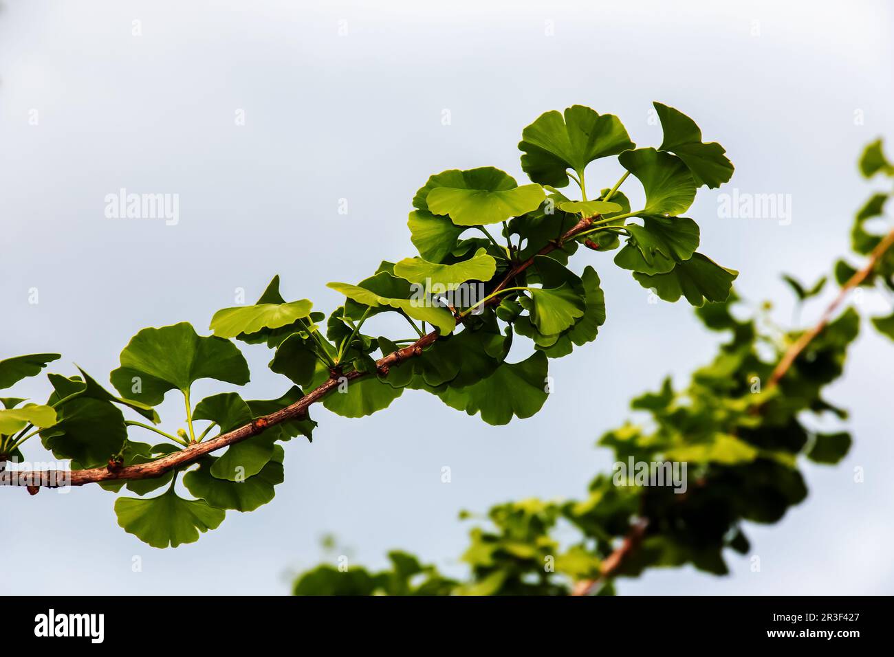 Fresh bright green leaves of ginkgo biloba. Natural leaf texture ...