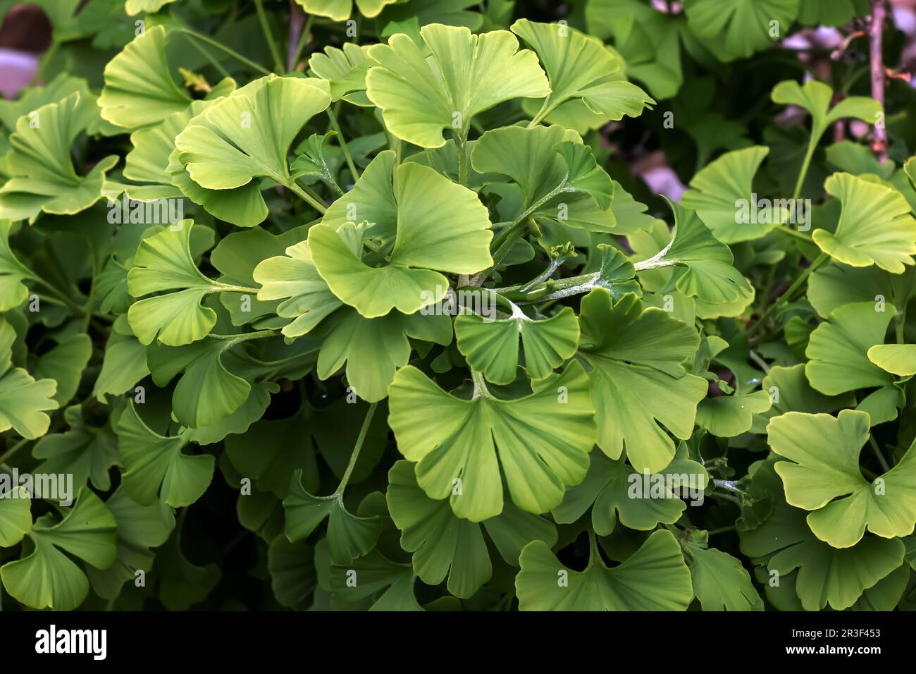 Fresh bright green leaves of ginkgo biloba. Natural leaf texture ...