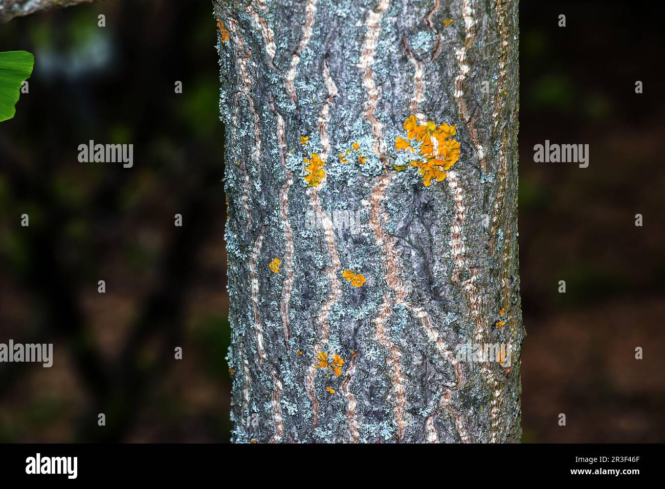 Ginkgo biloba tree bark. Tree bark background Stock Photo - Alamy