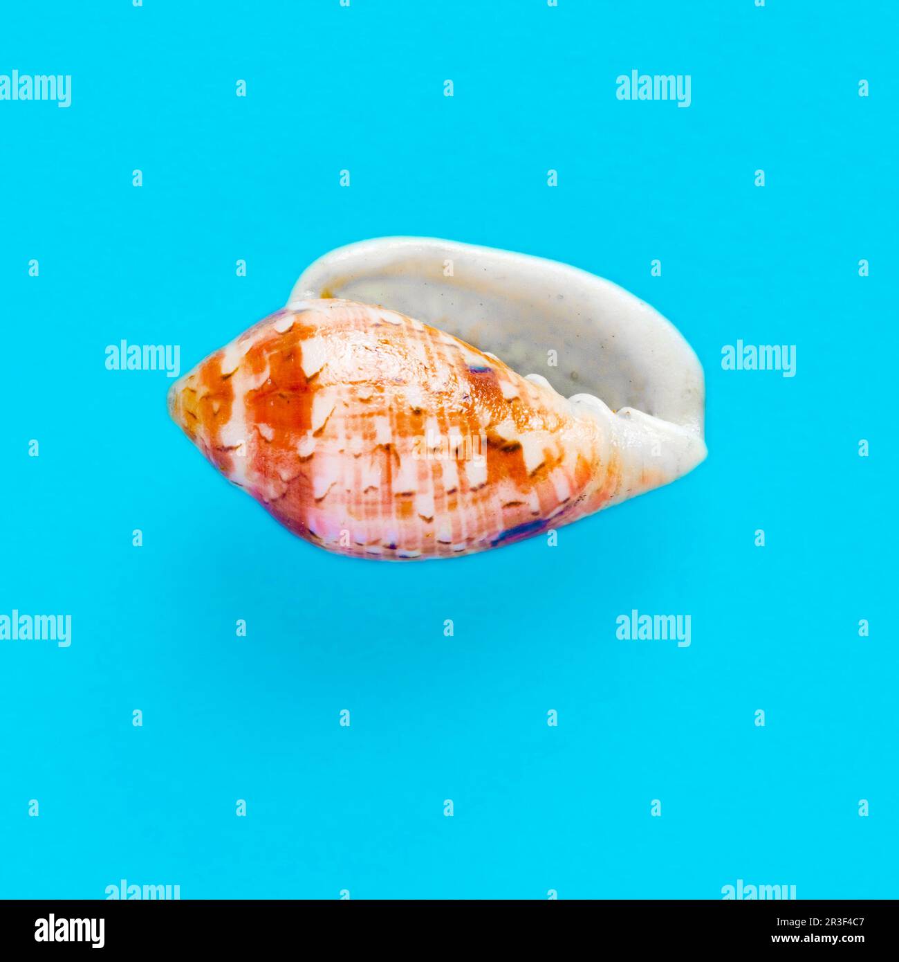 Flat Lay isolated image of a coastal seashell on a blue background ...