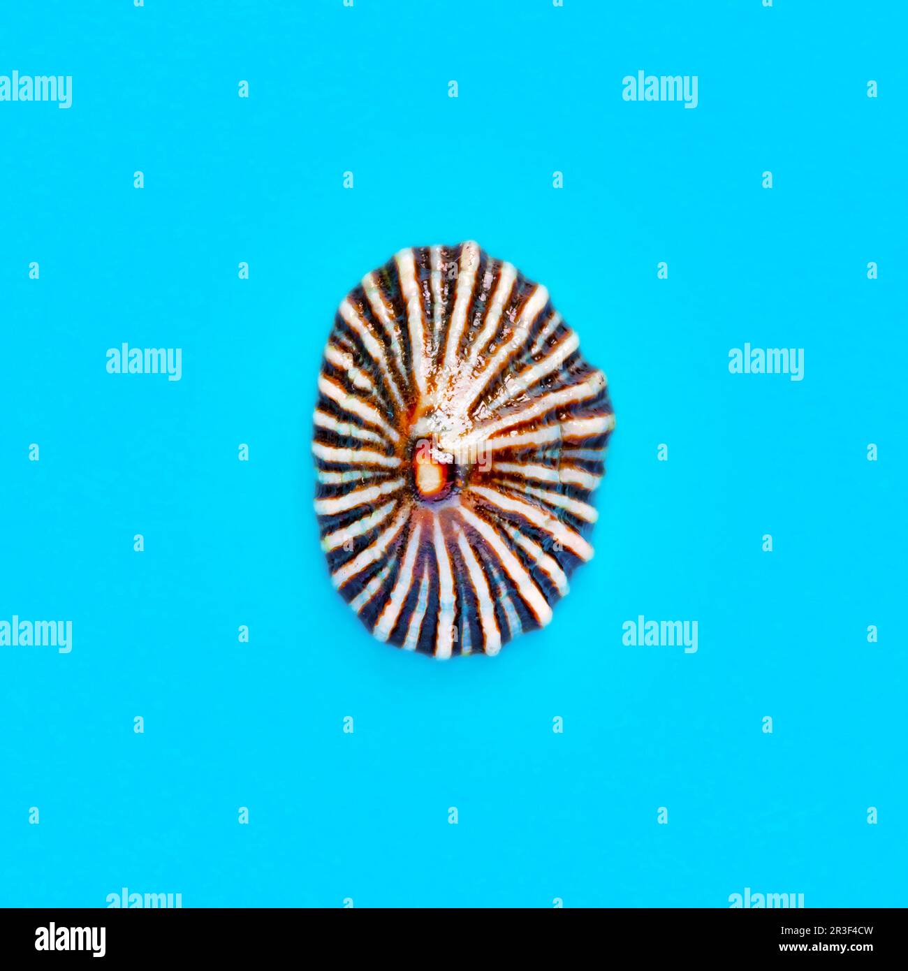 Flat Lay isolated image of a coastal seashell on a blue background ...