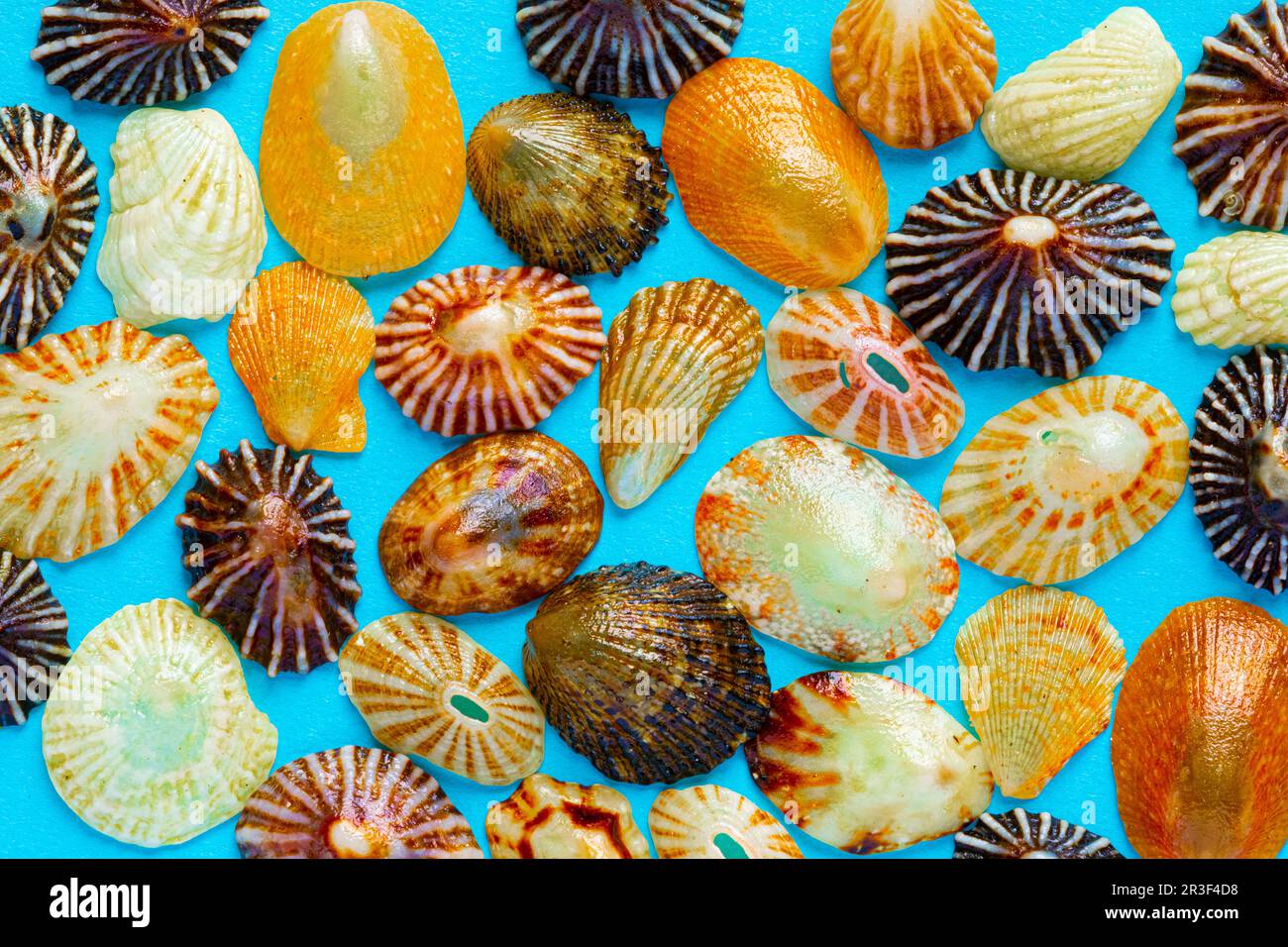 Flat Lay wallpaper background image of coastal seashells on a blue ...