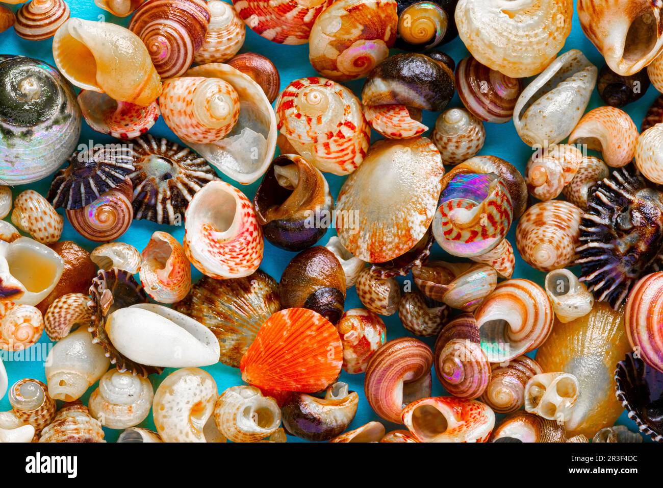 Flat Lay wallpaper background image of coastal seashells on a blue ...